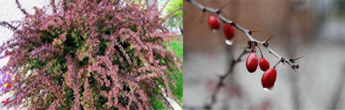 Ticks | Ticks | Ticks | Colebrook Land Conservancy