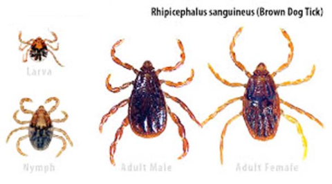 Tick identification lonestar deer tick dog - dubaility